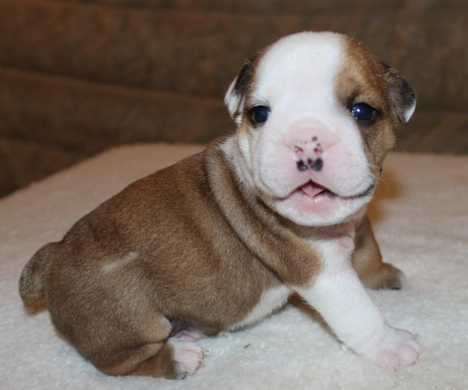 29 Facts About English Bulldog Image Bleumoonproductions 29 Facts About English Bulldog Image Bleumoonproductions